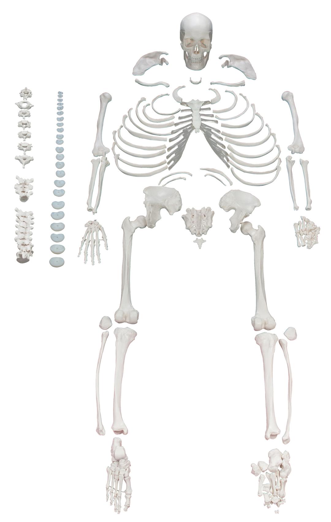 Disarticulated Human Skeleton - Life Size | CP00050280 | Findel ...
