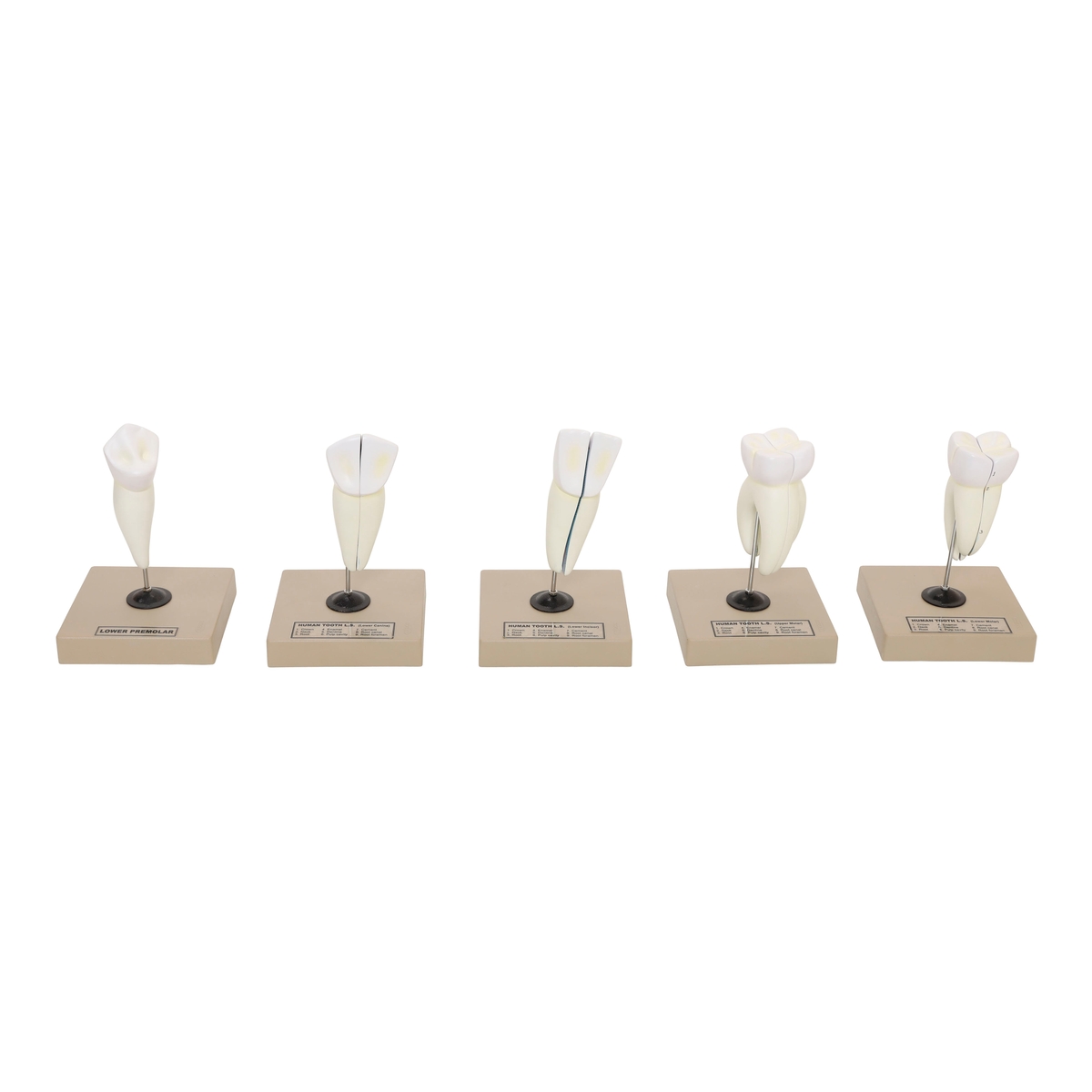 Human Teeth: Set of 5 Models | CP00050318 | Findel International