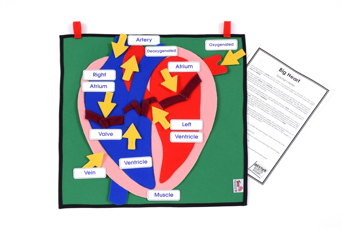 Twoey Big Heart - Interactive Display | GP00050728 | GLS