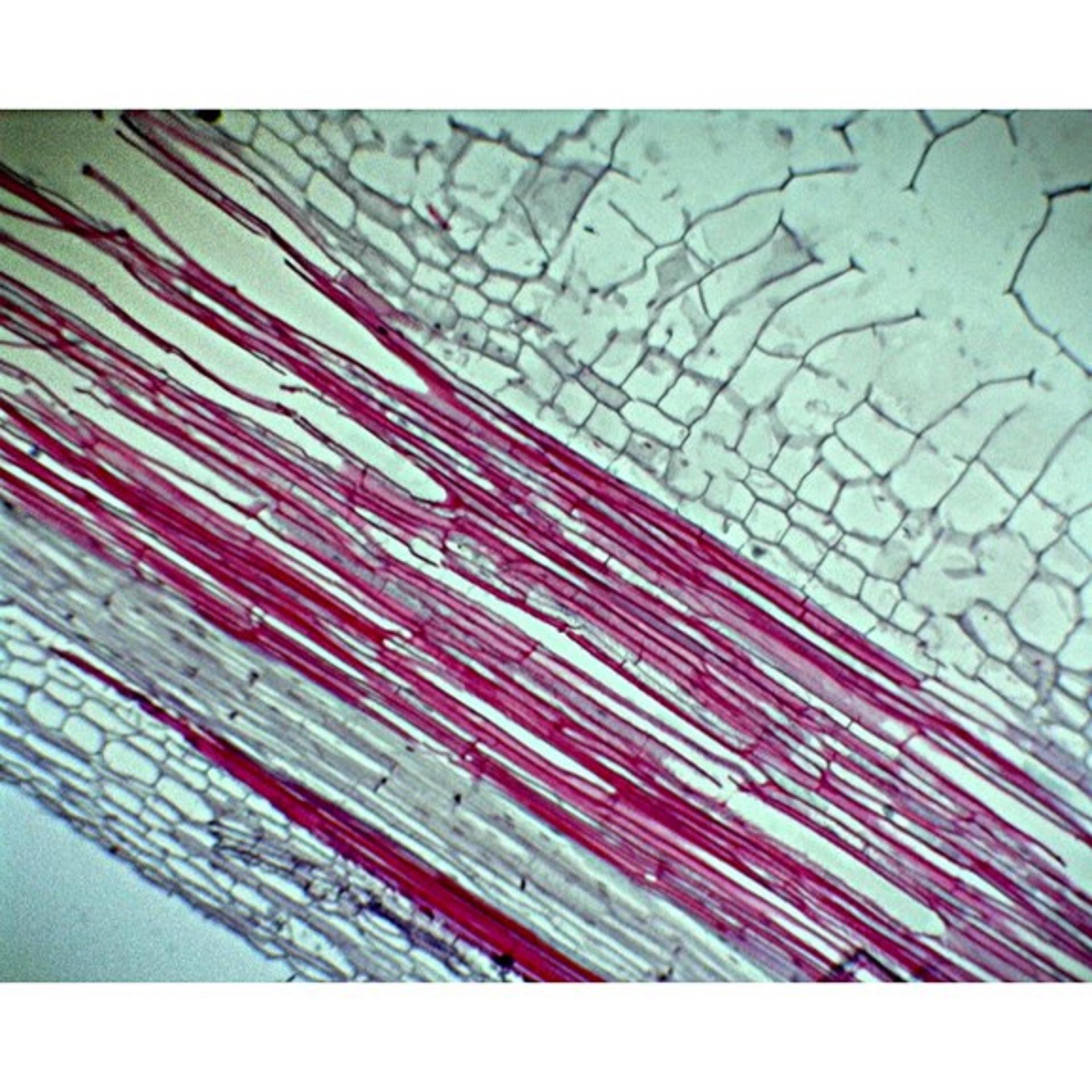 Prepared Microscope Slides, Prepared Slides & Specimens | Philip Harris