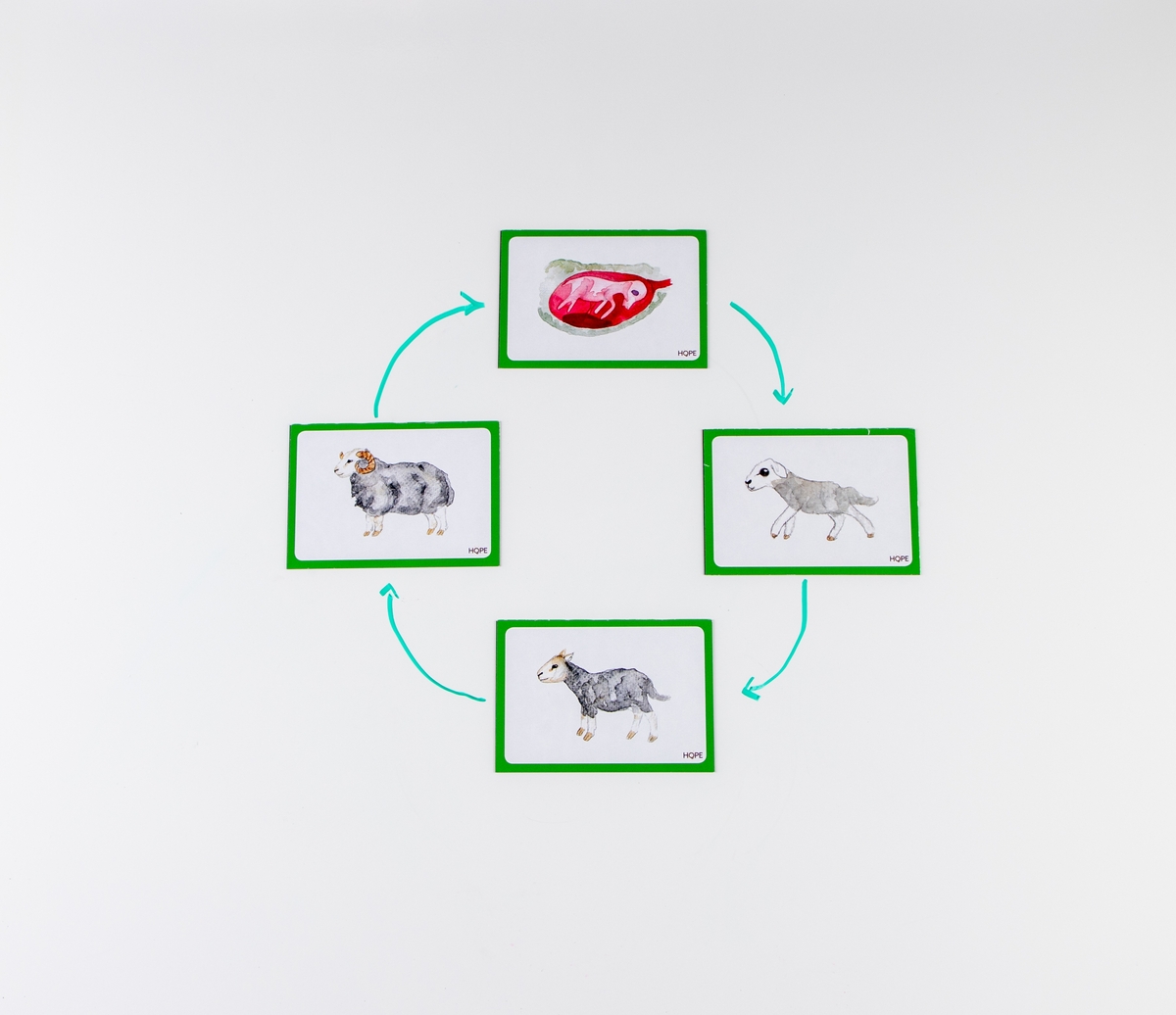 Mammal Life Cycles Magnetic Tiles from Hope Education | HP00053946 | Hope