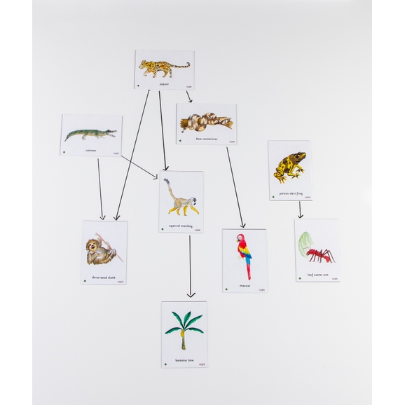 Amazon Rainforest Food Web Activity