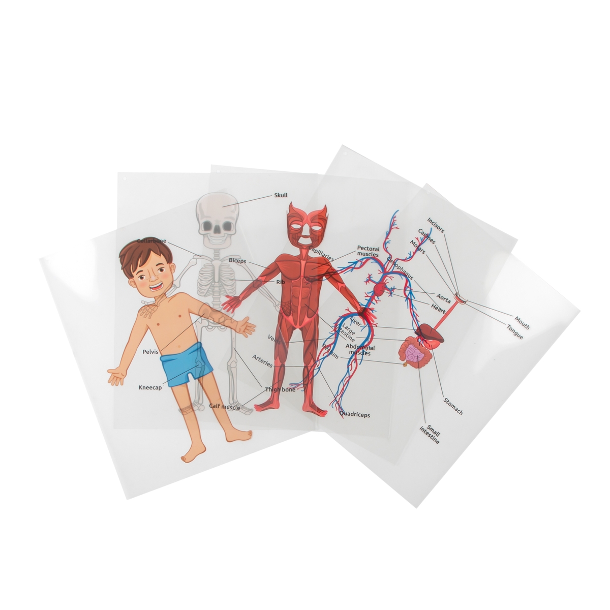 Body Systems Sheets from Hope Education | CP00054381 | Findel International