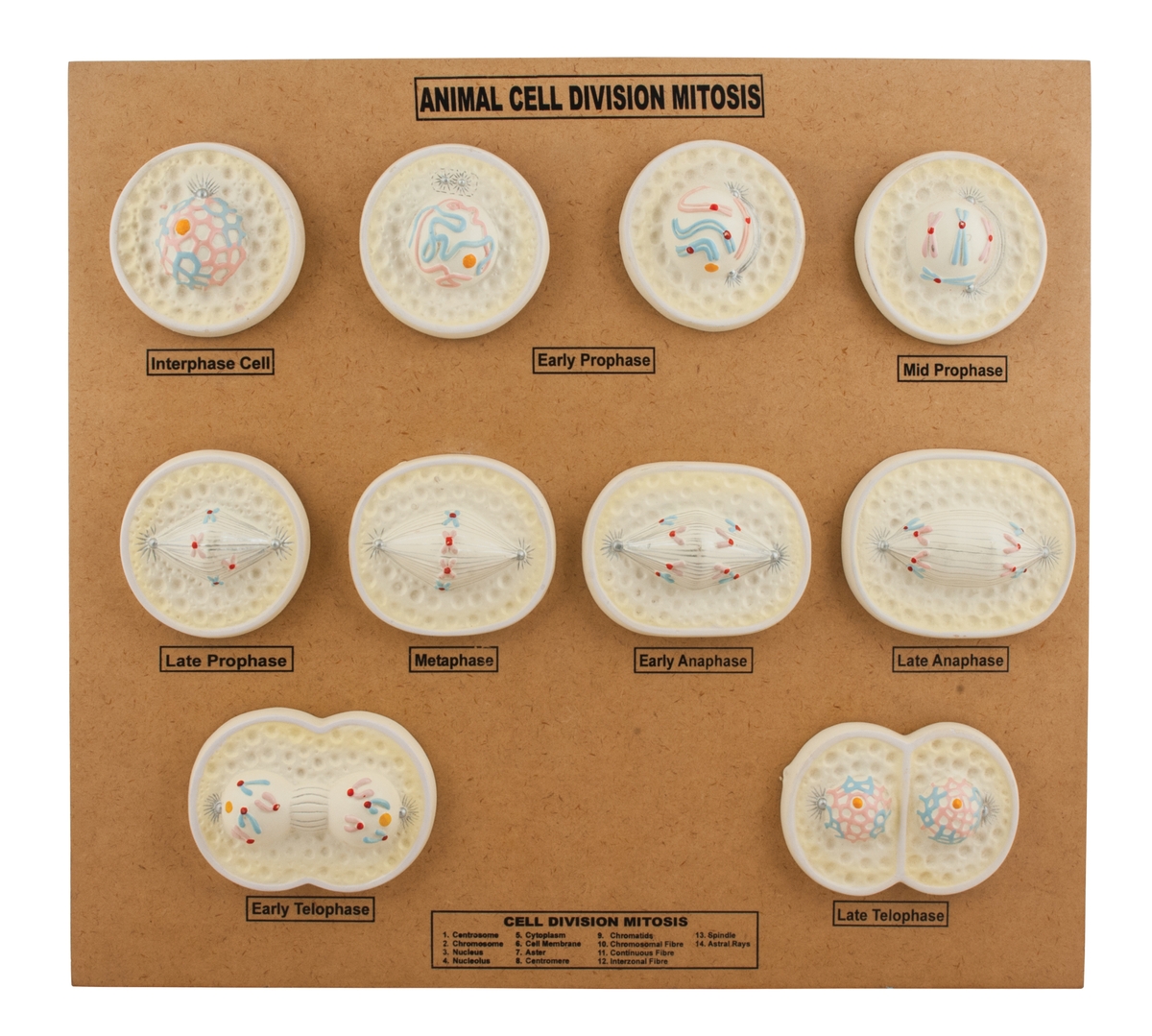 Animal Cell Model: Cell Division - Mitosis | PP00054428 | Philip Harris