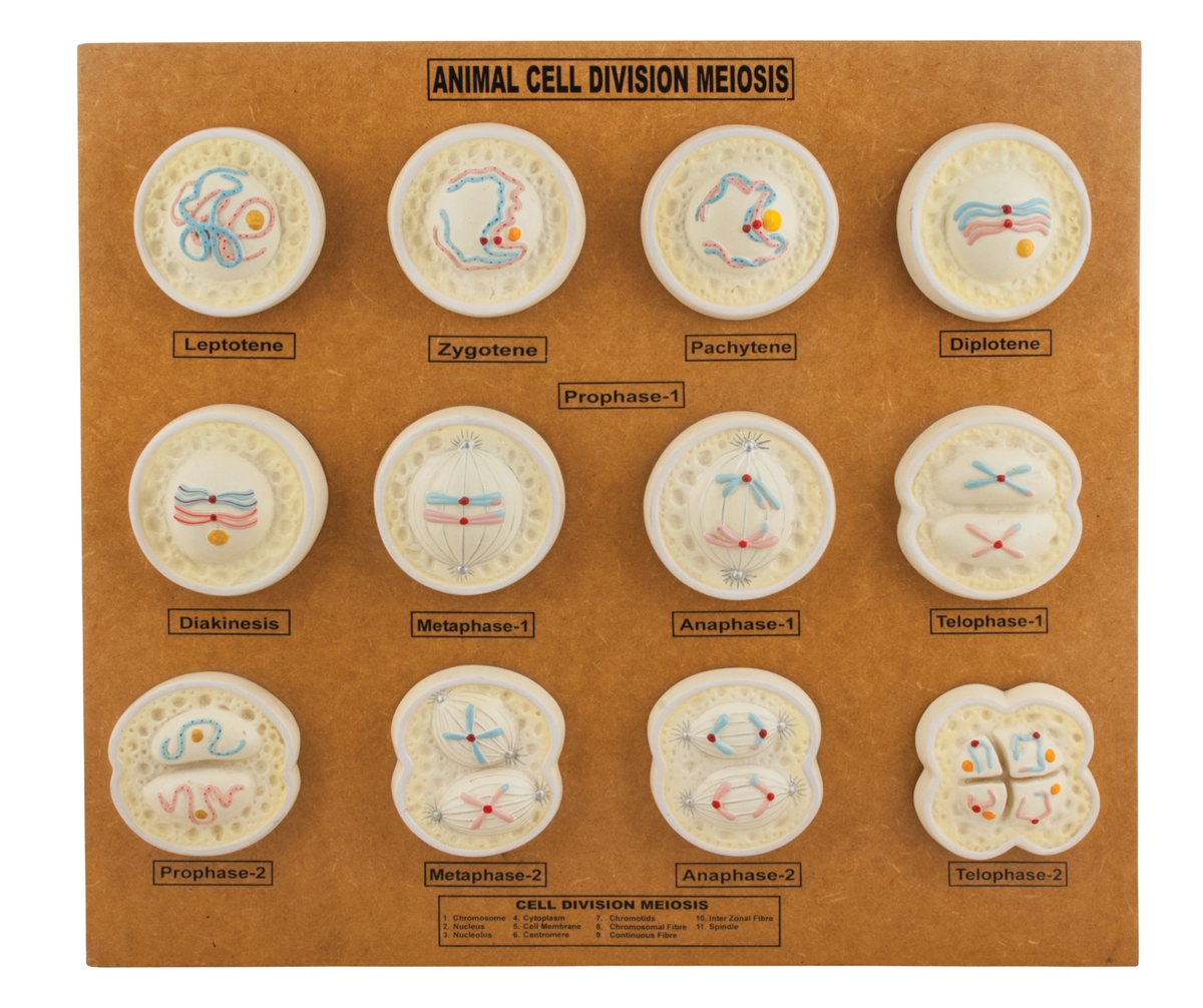 Animal Cell Model: Cell Division - Meiosis | PP00054430 | Philip Harris