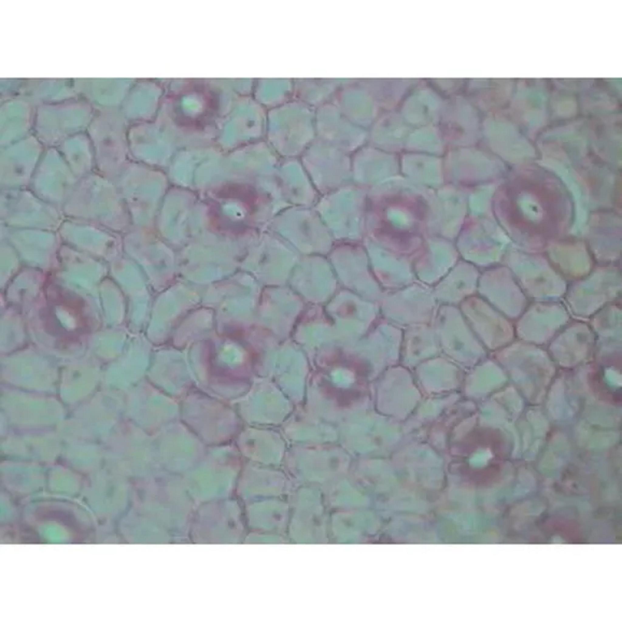 Prepared Microscope Slides, Prepared Slides & Specimens | Philip Harris