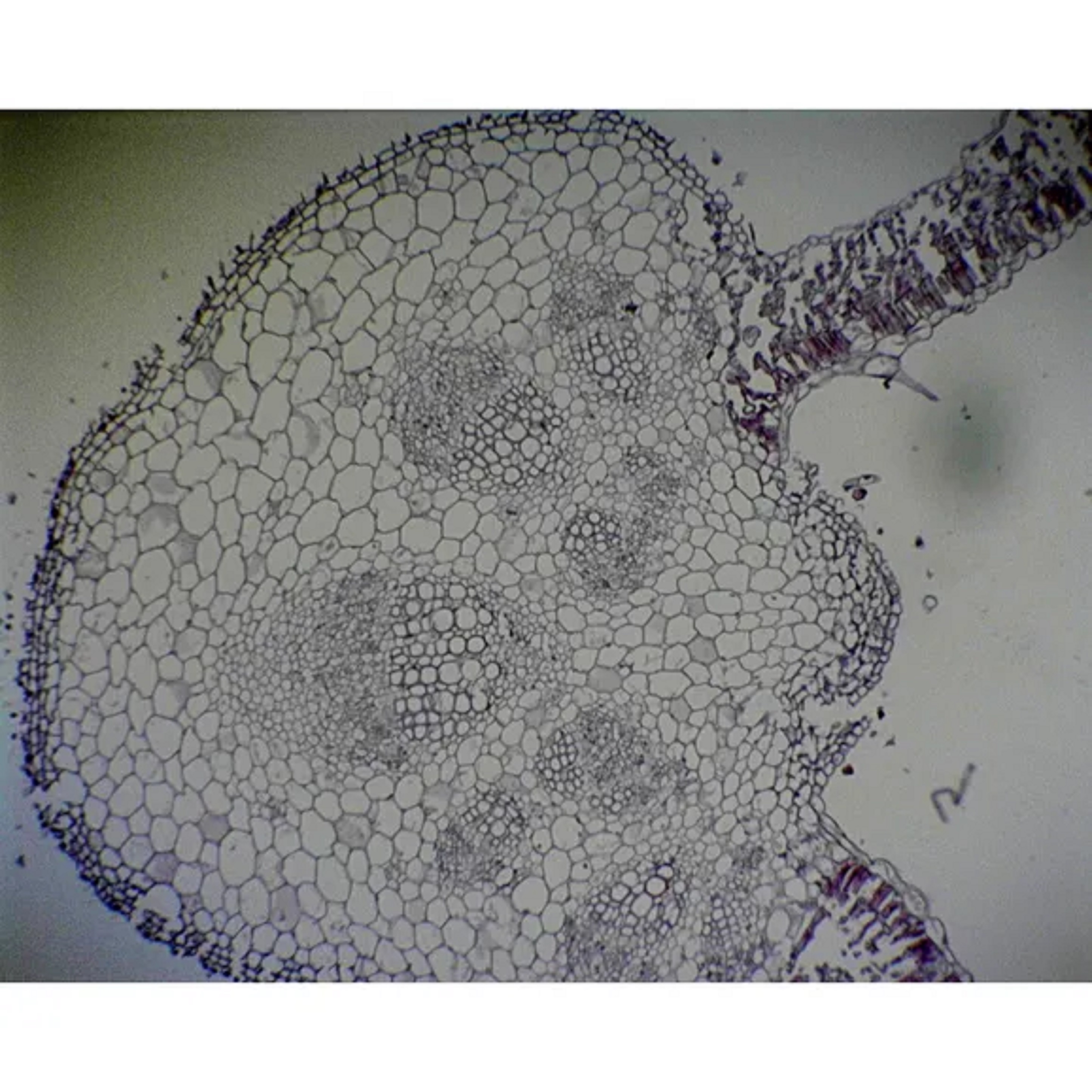 CP00055277 - Philip Harris Dicot Plant Slide Set - Set of 3 Slides ...