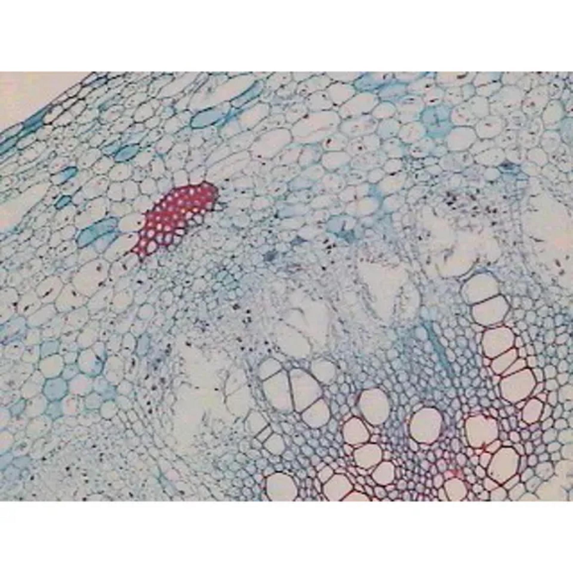Prepared Microscope Slides, Prepared Slides & Specimens | Philip Harris