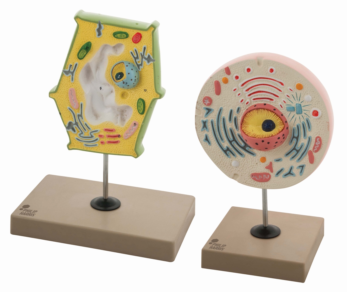 Model Plant and Animal Cell Comparison | CP00055743 | Findel Dryad