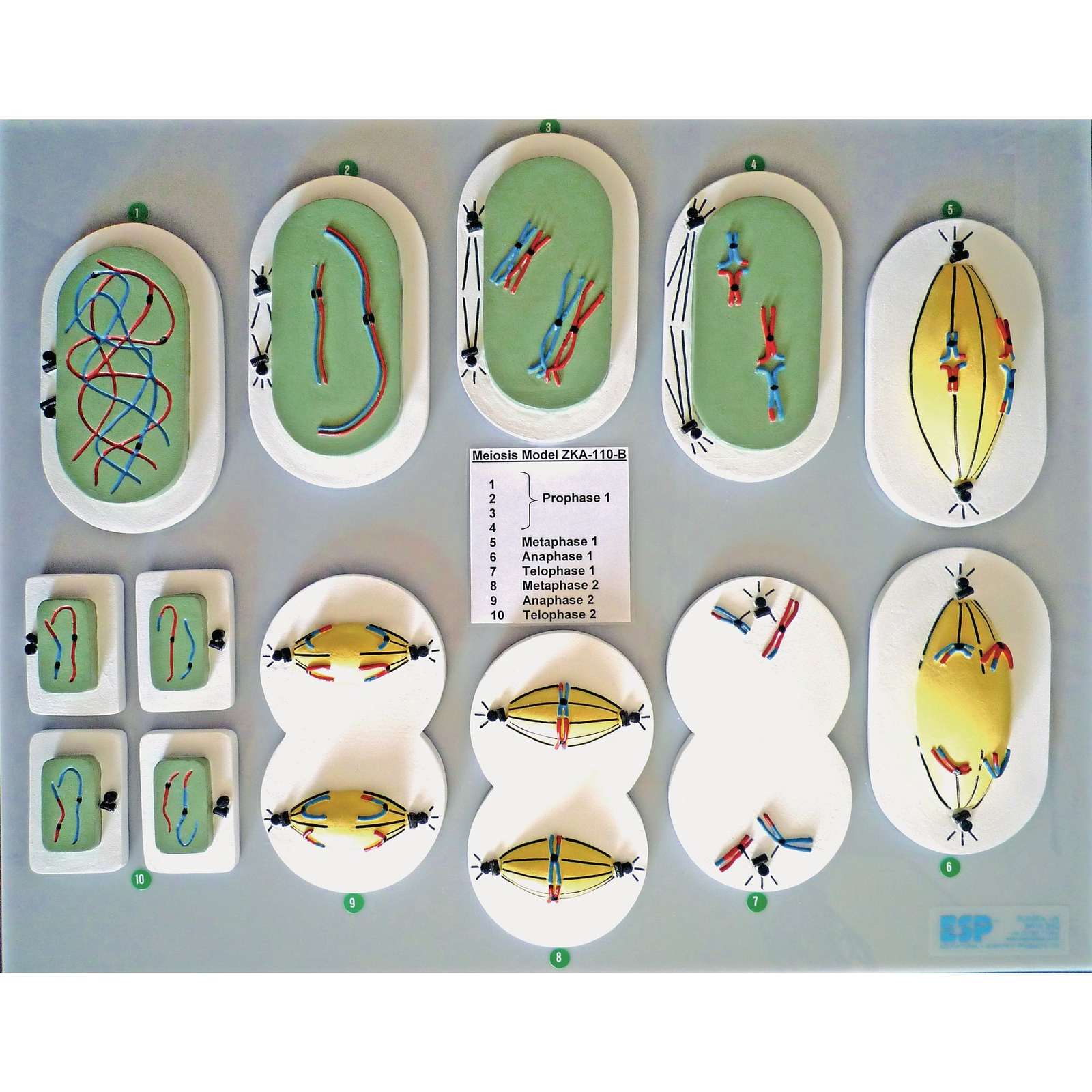 Pipe Cleaners Meiosis at Petra Webster blog